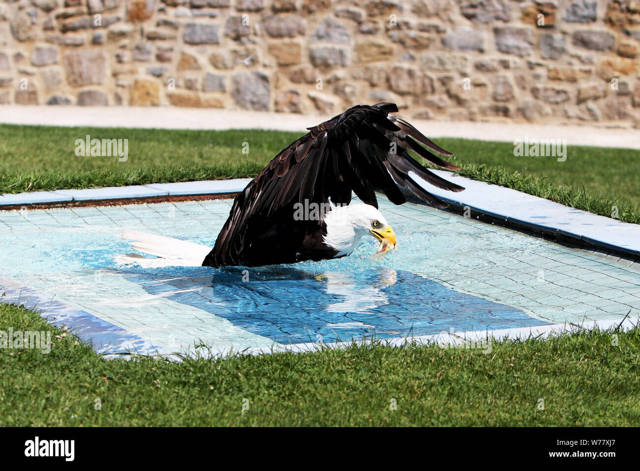 The bald eagle is a large bird of prey from the family of Accipitridae ...