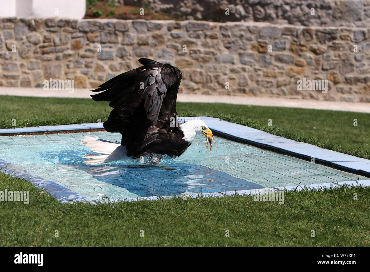 The bald eagle is a large bird of prey from the family of Accipitridae ...