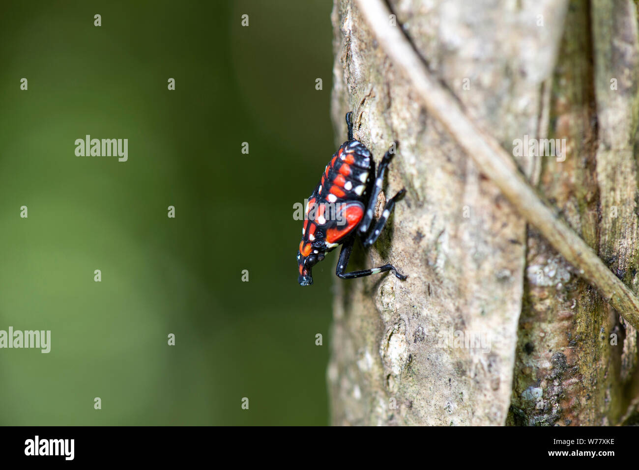 Red spotted lanternfly nymph hi-res stock photography and images - Alamy