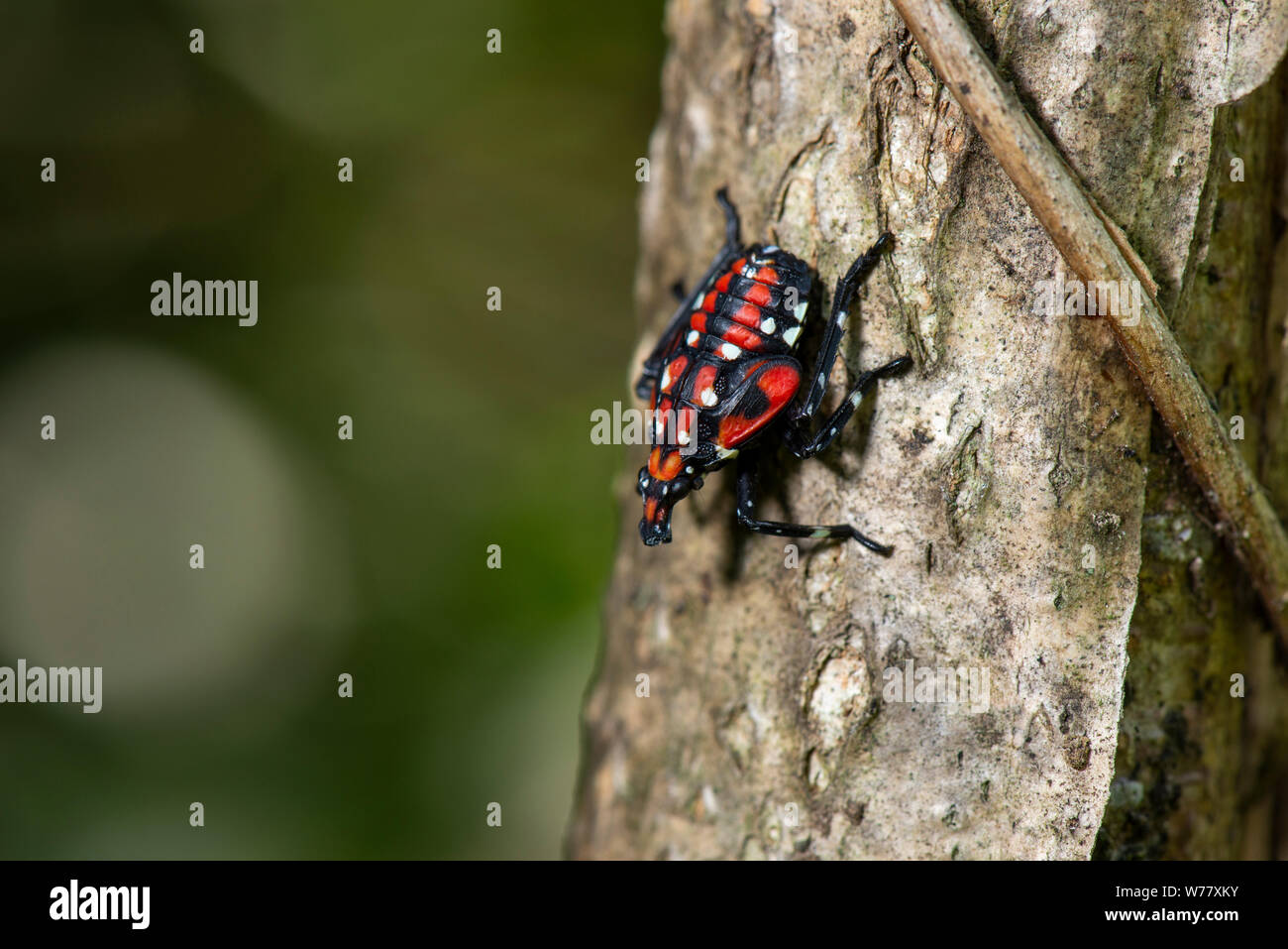 Red spotted lanternfly nymph hi-res stock photography and images - Alamy