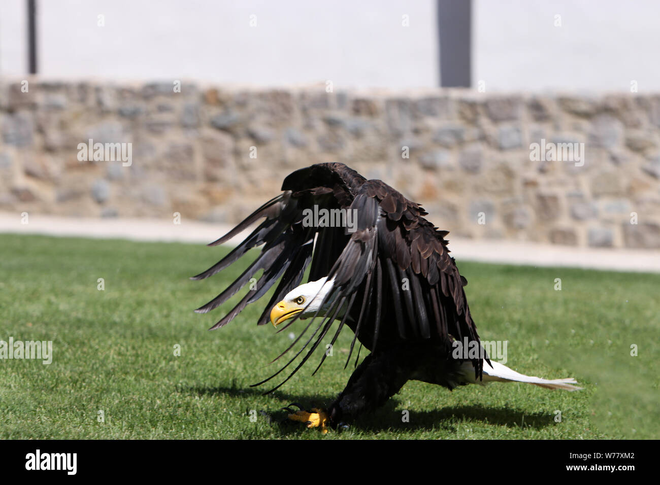 The bald eagle is a large bird of prey from the family of Accipitridae ...