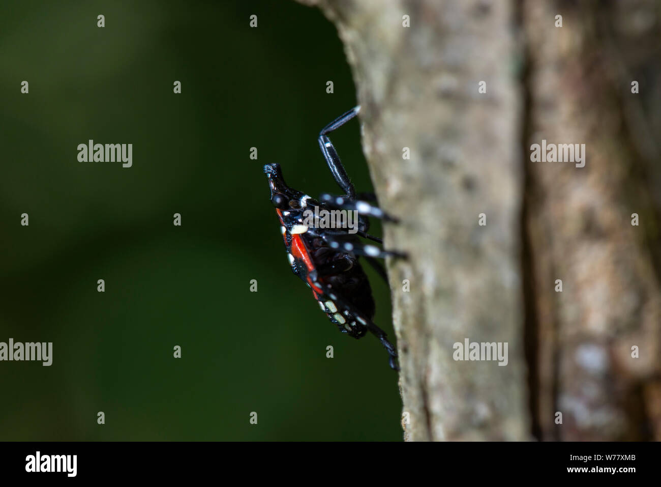 Red spotted lanternfly nymph hi-res stock photography and images - Alamy