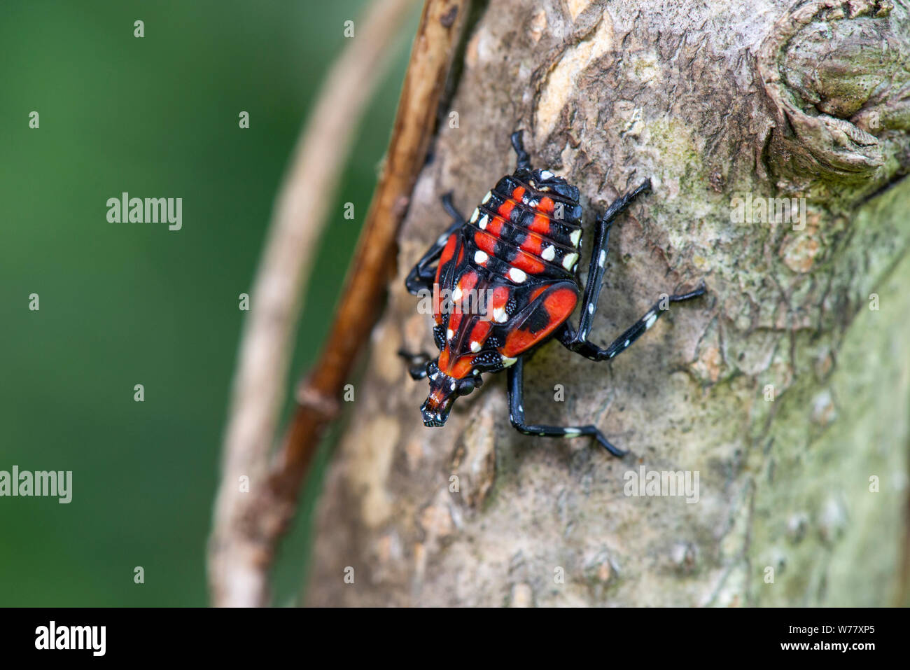 Spotted lanternfly insects hi-res stock photography and images - Alamy