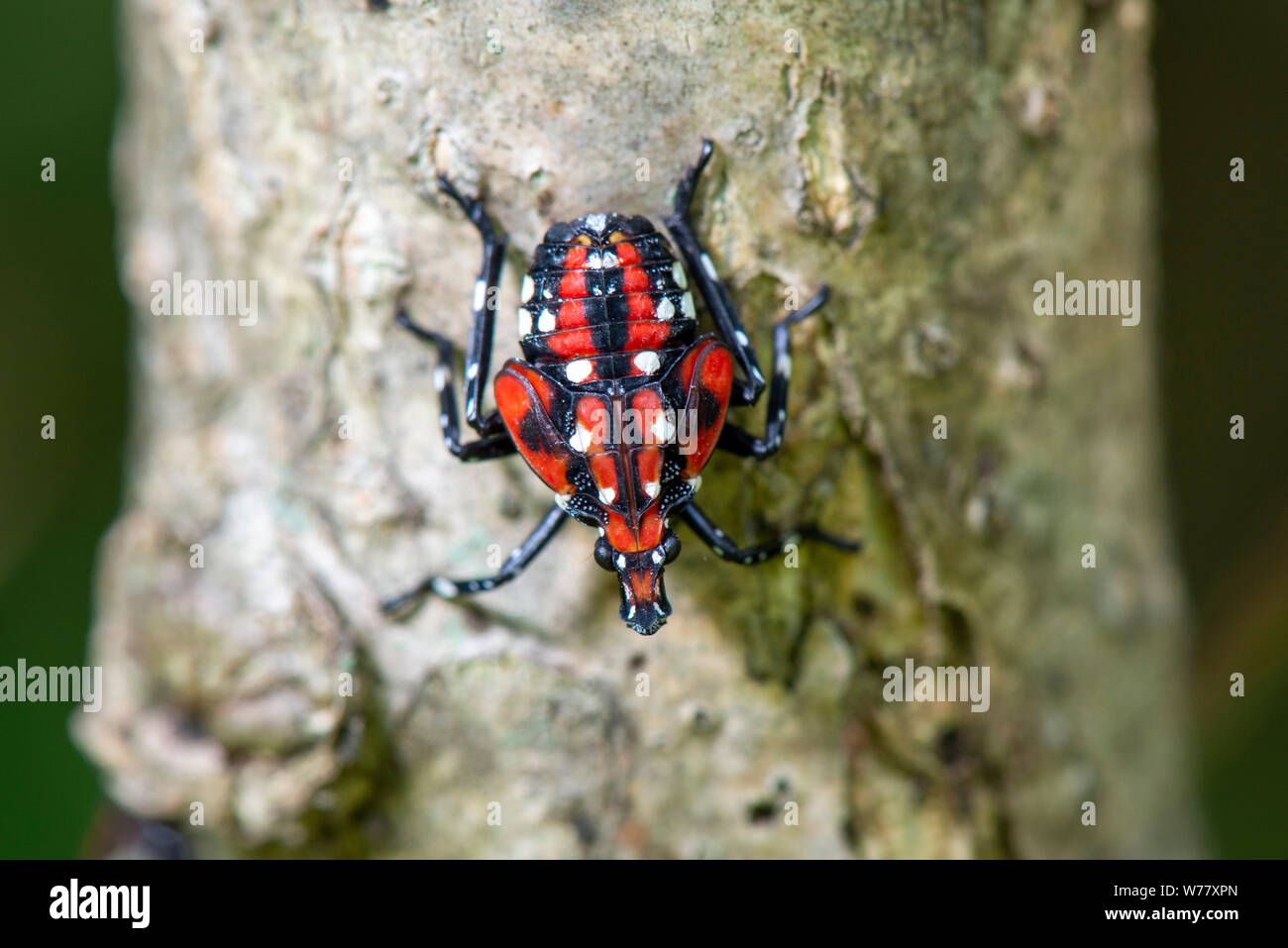 Pennsylvania invasive insects hi-res stock photography and images - Alamy