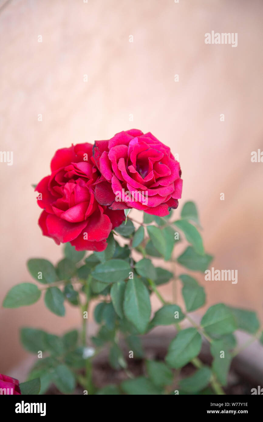 Potted roses hi-res stock photography and images - Alamy