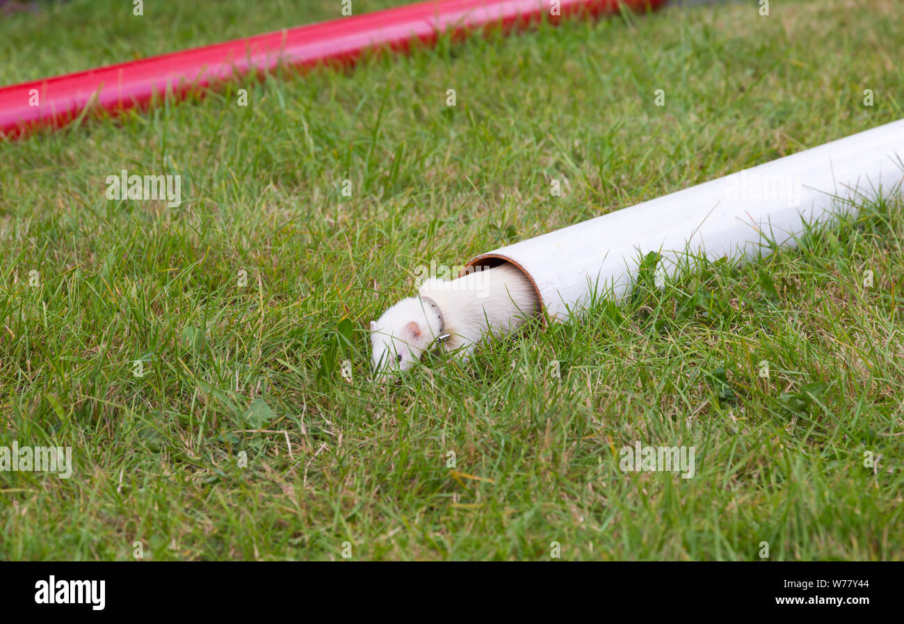 Running ferret hi-res stock photography and images - Alamy