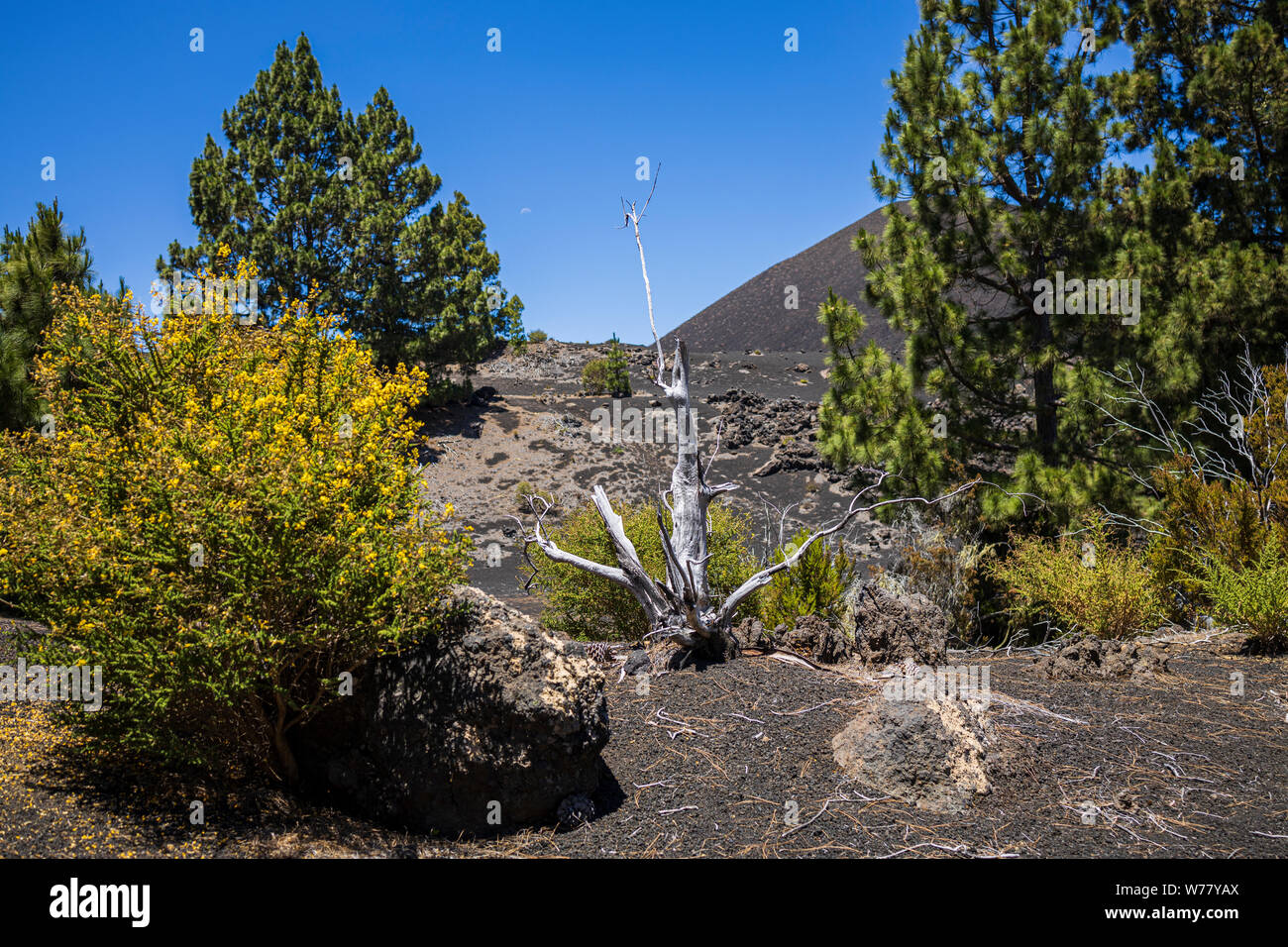 Dead tree in front of Montana Negra volcano in Chinyero, Tenerife ...