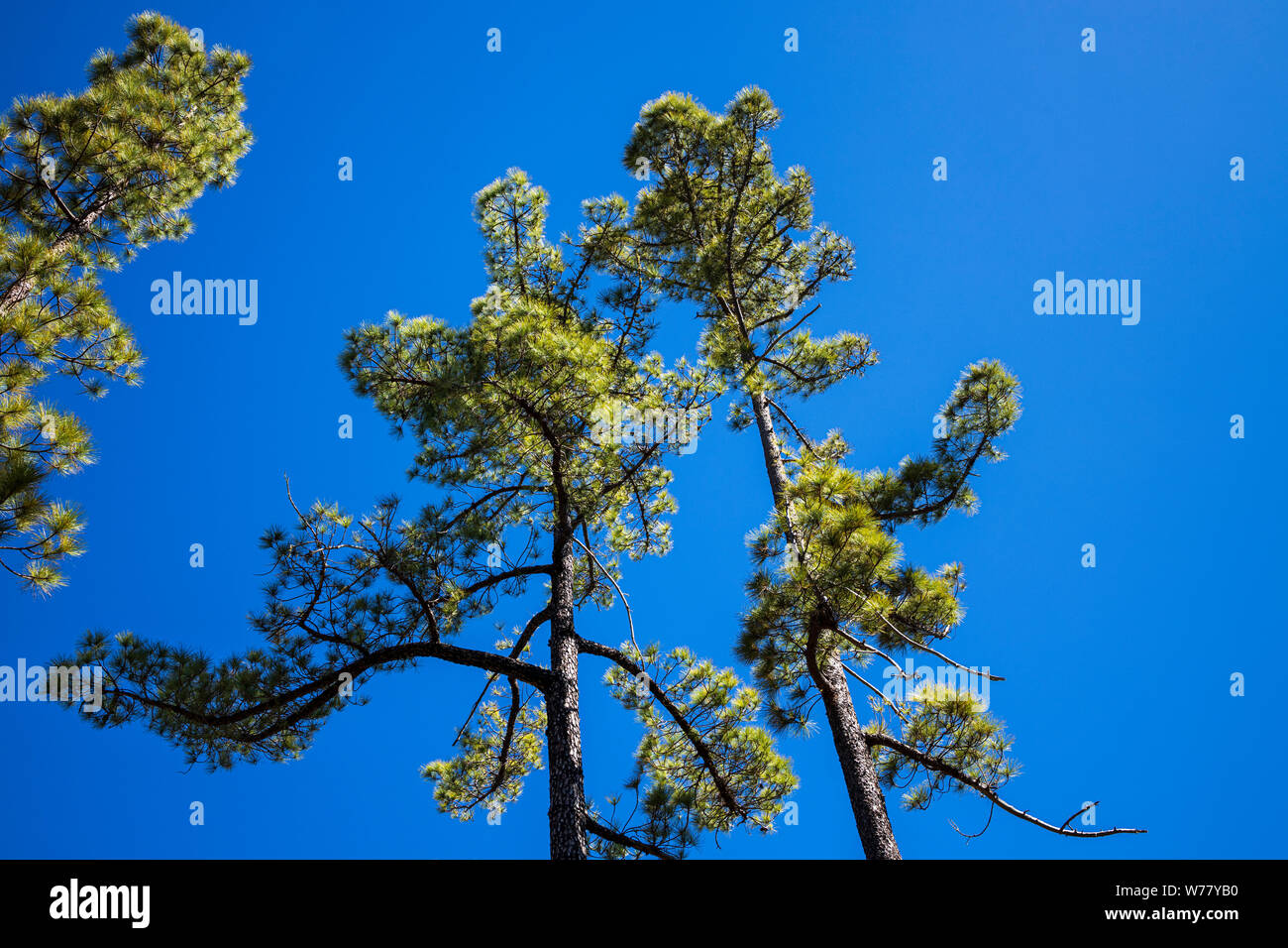 Pinus canariensis, Canarian pine trees in the forest above San Jose de ...