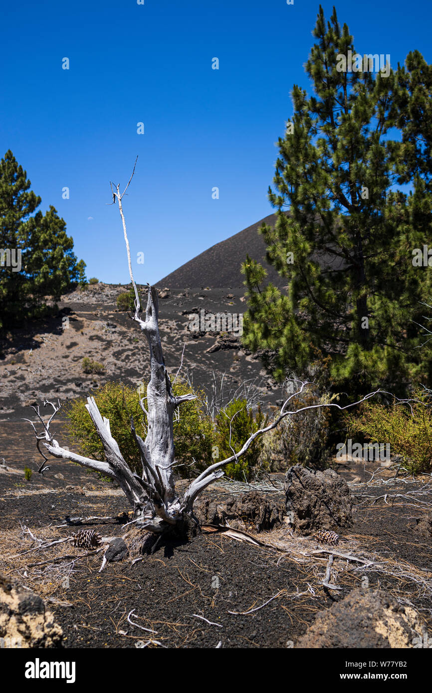 Dead tree in front of Montana Negra volcano in Chinyero, Tenerife ...