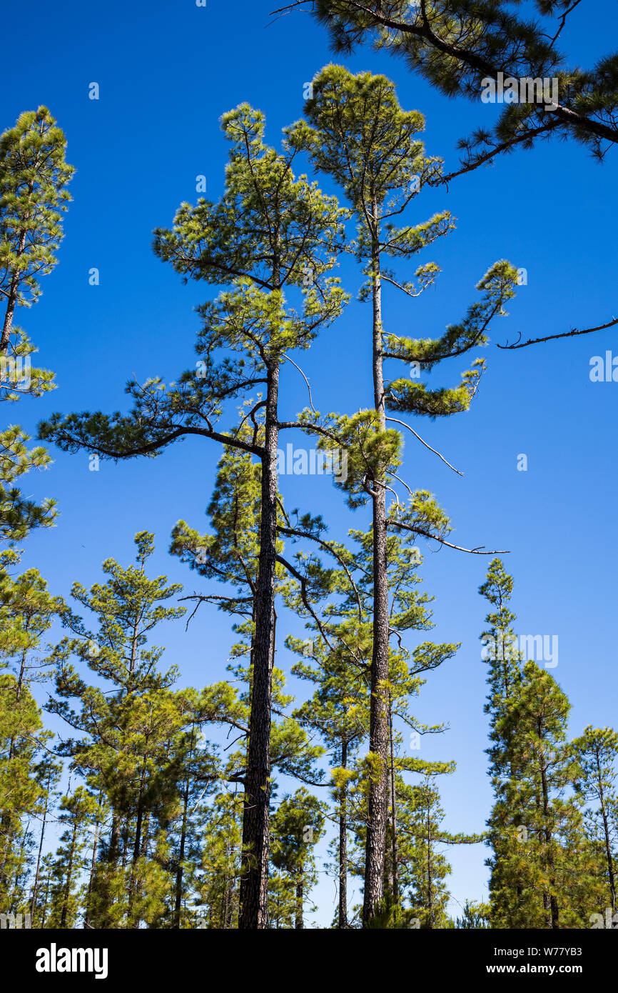 Pinus canariensis, Canarian pine trees in the forest above San Jose de ...