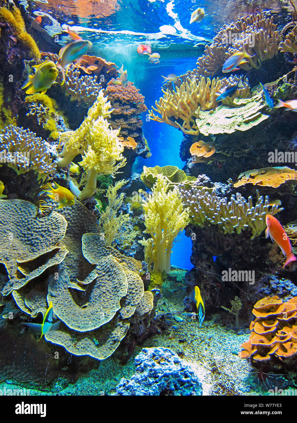 Oceanographic Museum of Monaco Stock Photo - Alamy