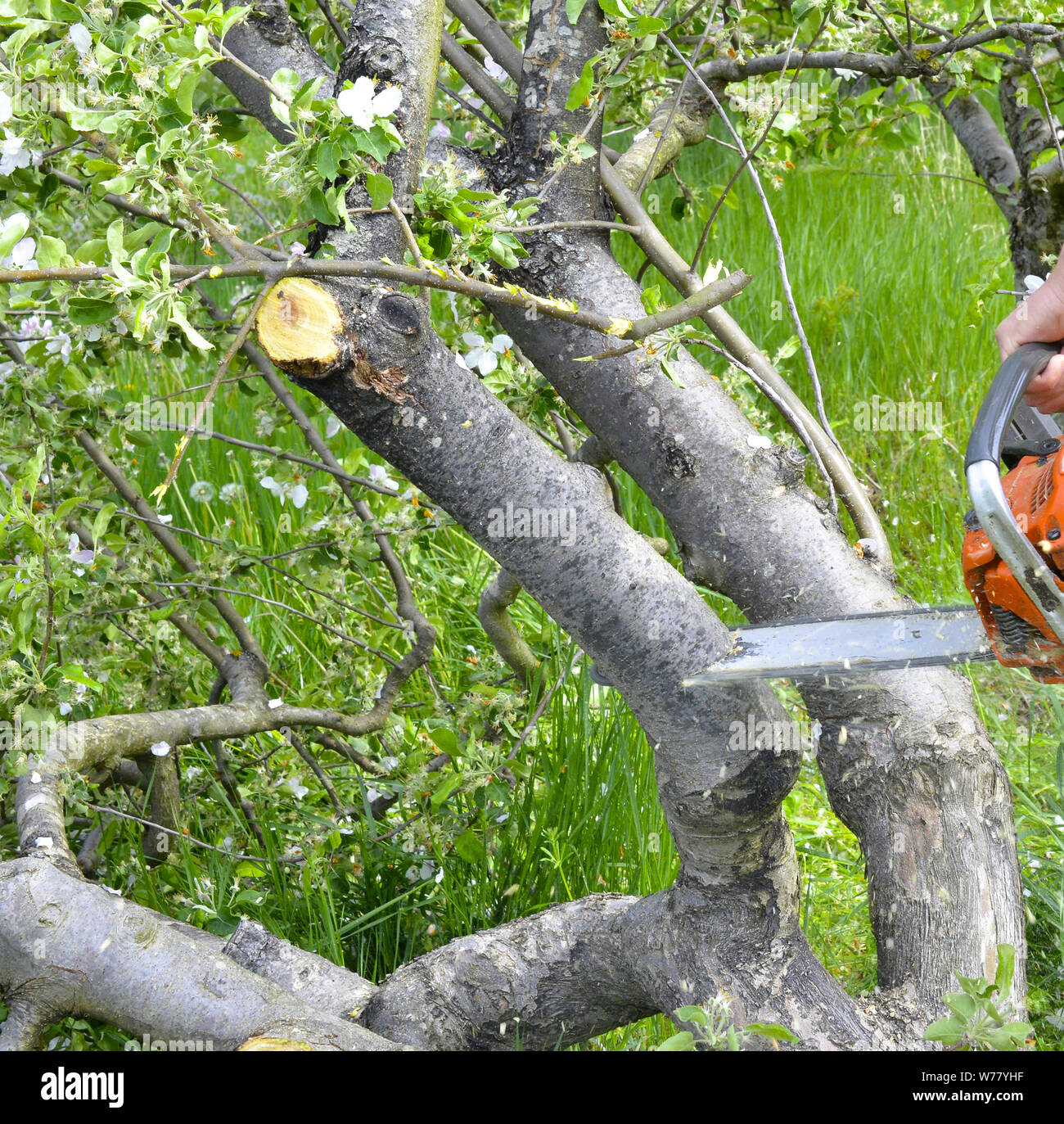 cutting apple tree in blossom with chainsaw, image Stock Photo - Alamy