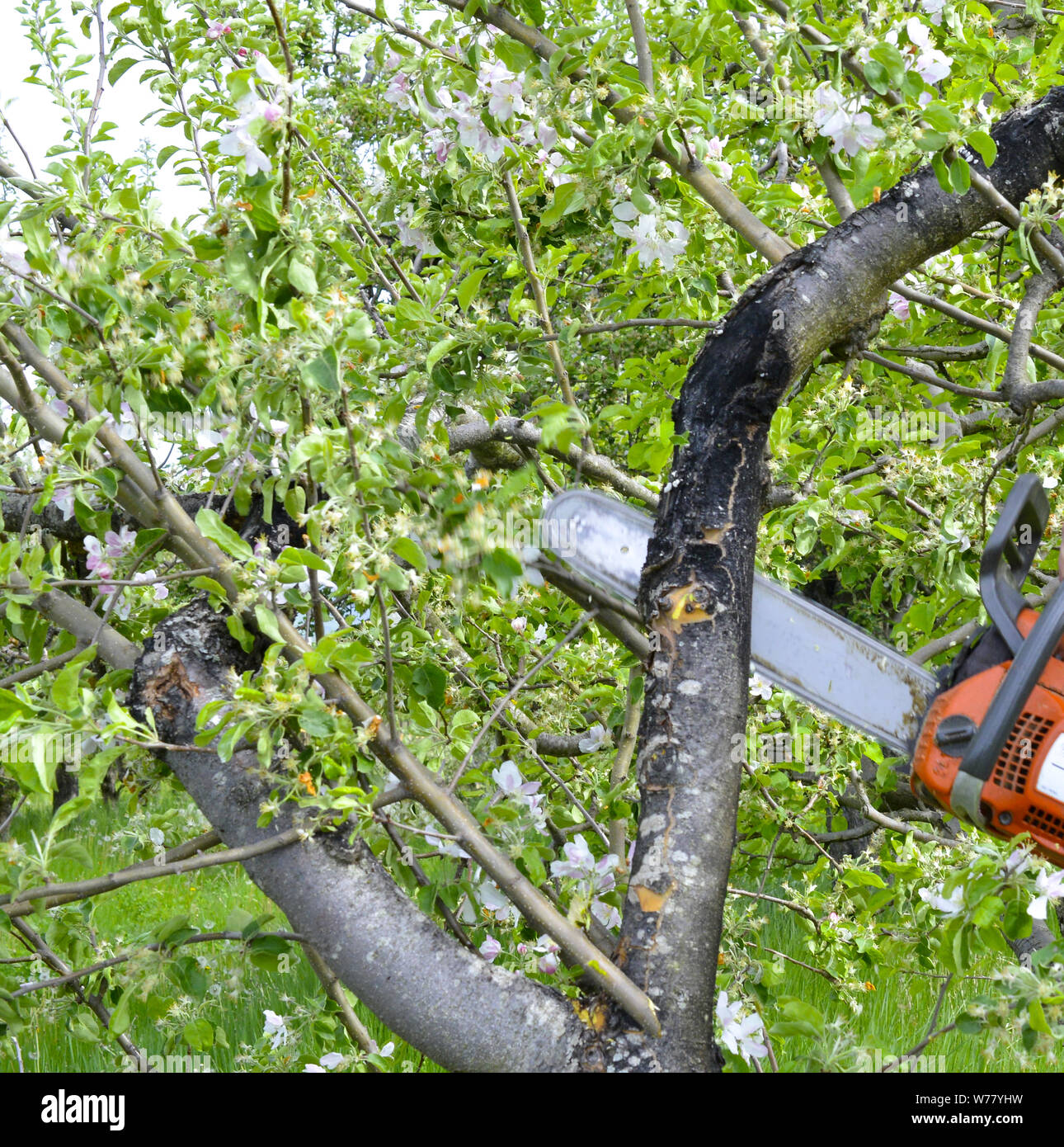 cutting apple tree in blossom with chainsaw, image Stock Photo - Alamy