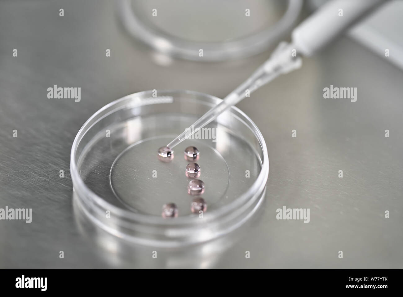 Human Fertilization High Resolution Stock Photography and Images - Alamy