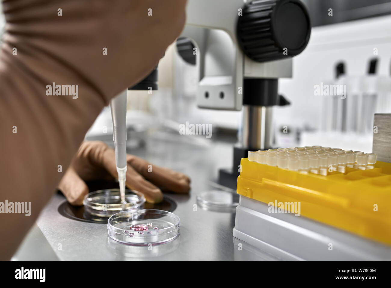 Expert in brown latex gloves does control check of the in vitro ...