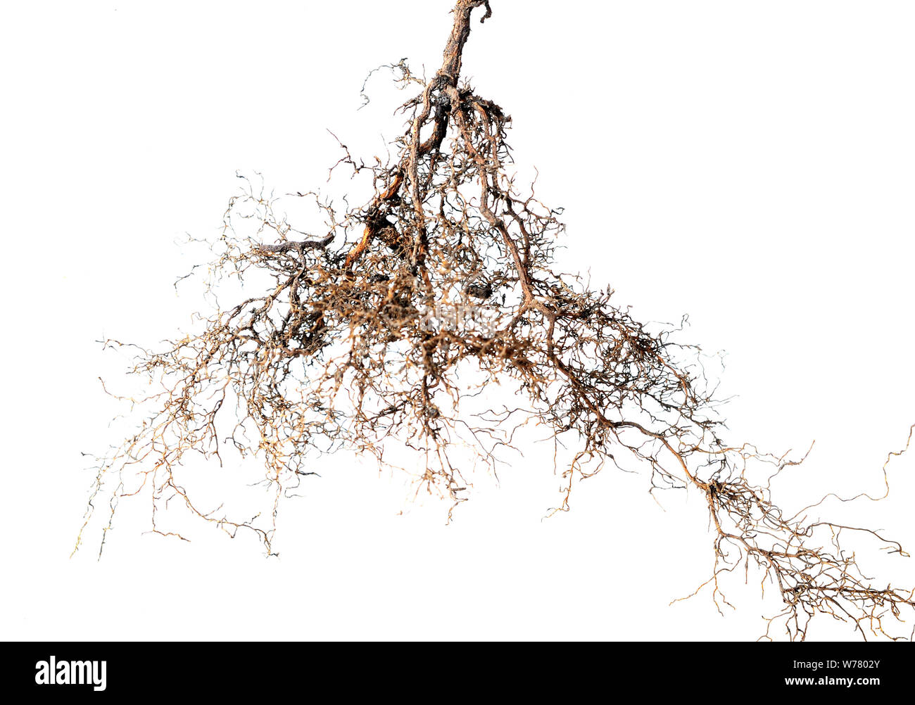 tree root on white background Stock Photo - Alamy