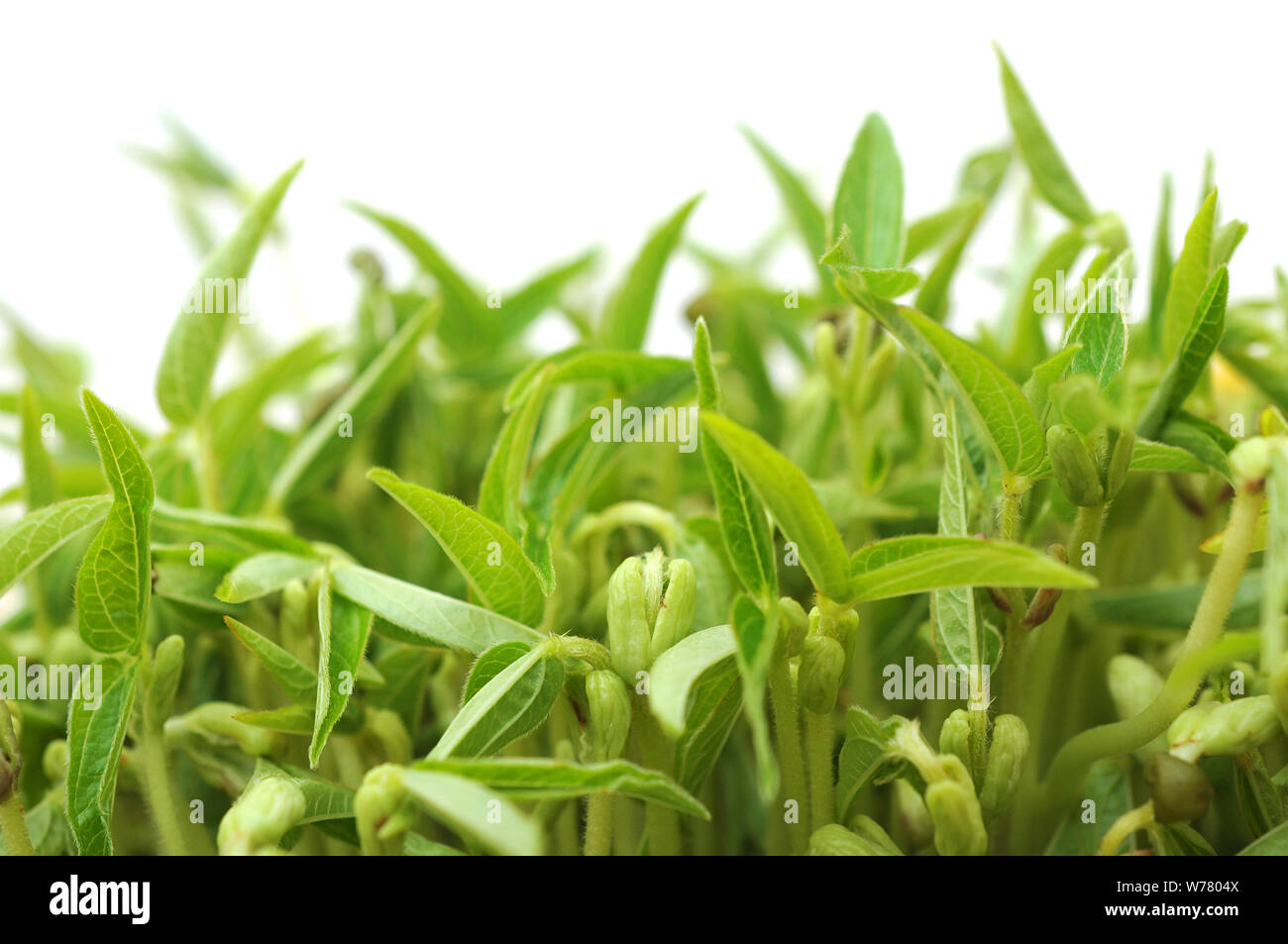 many young sprout tree for background uses Stock Photo - Alamy