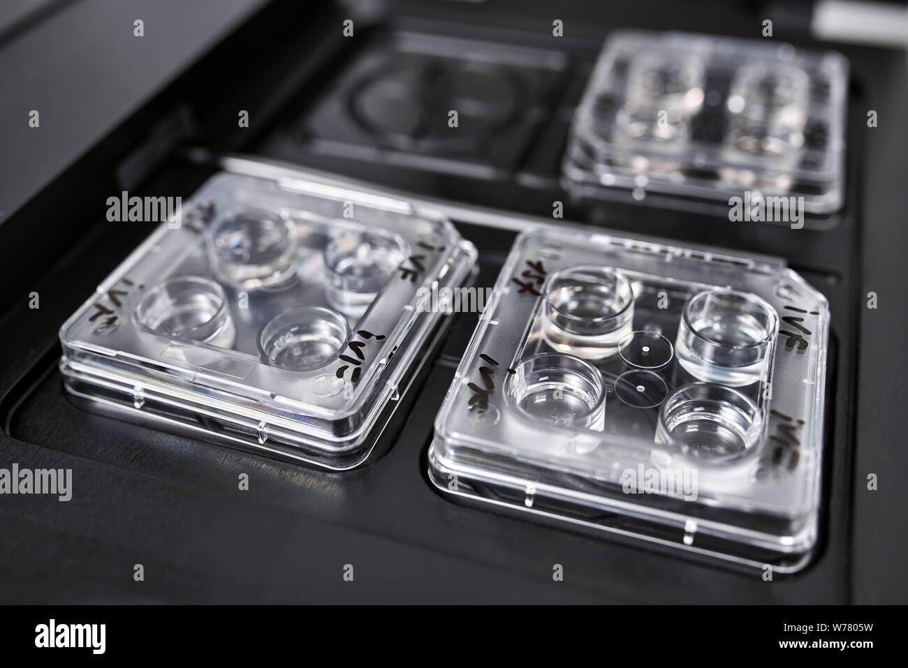 Three IVF 4-well dishes in the incubator in the laboratory of the in ...