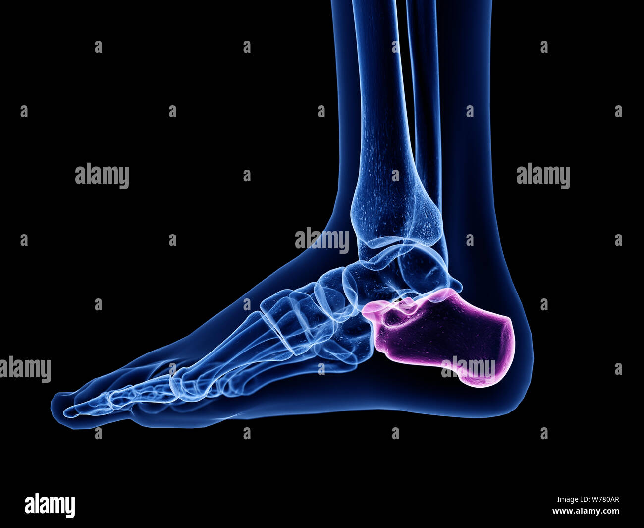 3d rendered medically accurate illustration of the calcaneus bone Stock ...