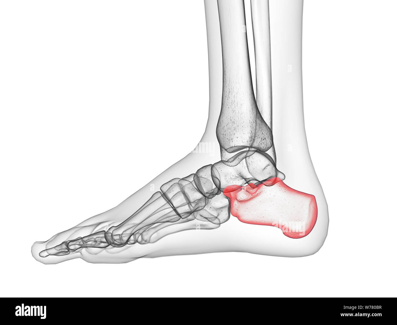 3d rendered medically accurate illustration of the calcaneus bone Stock ...