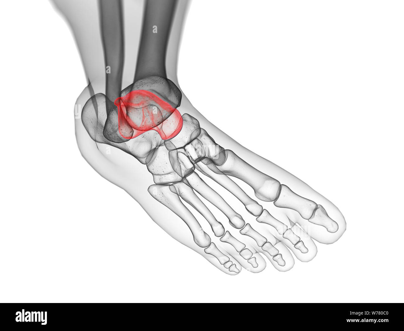 3d rendered medically accurate illustration of the talus bones Stock ...