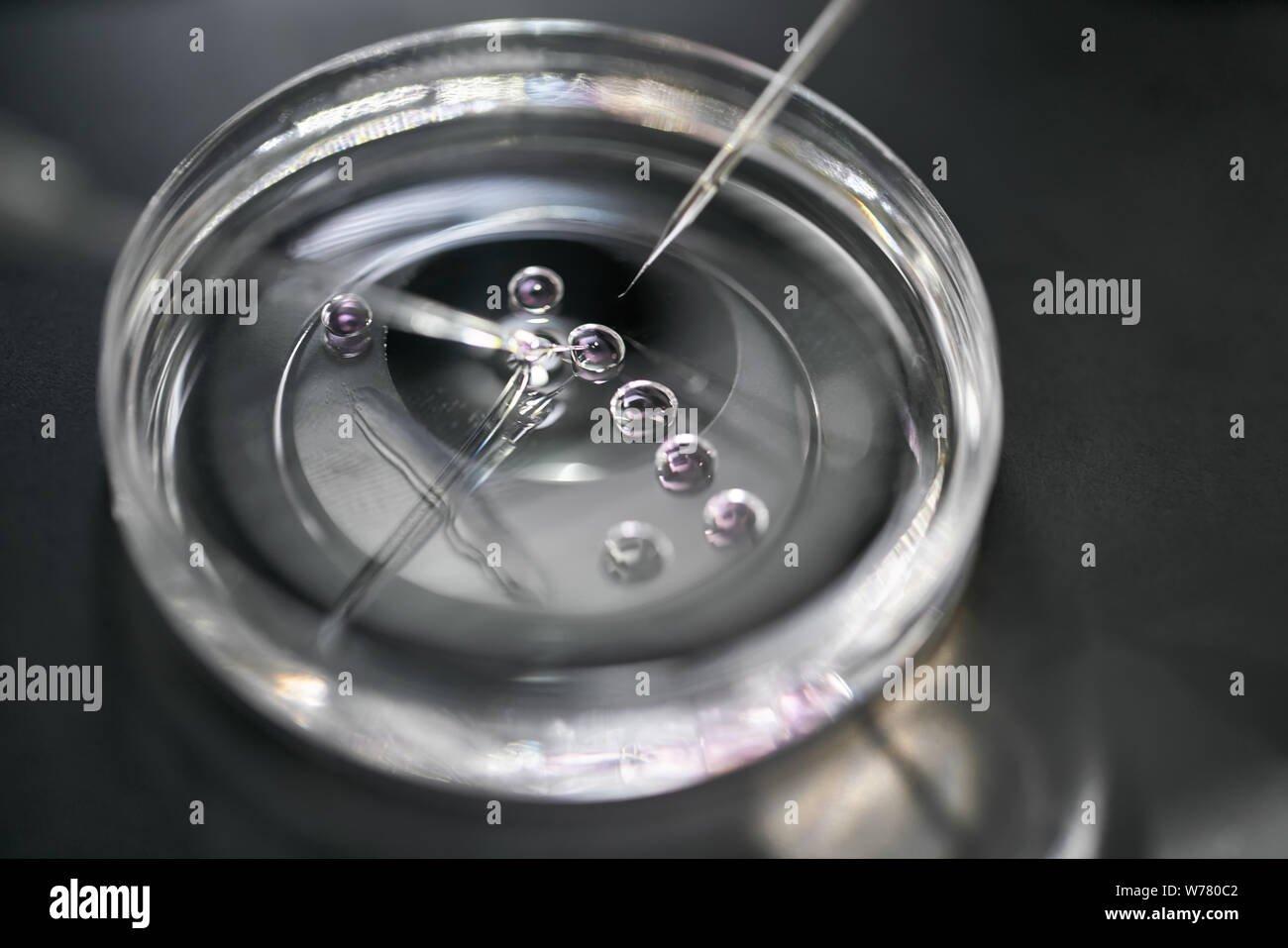 Macro photo of IVF dish with drops of material and micromanipulators ...