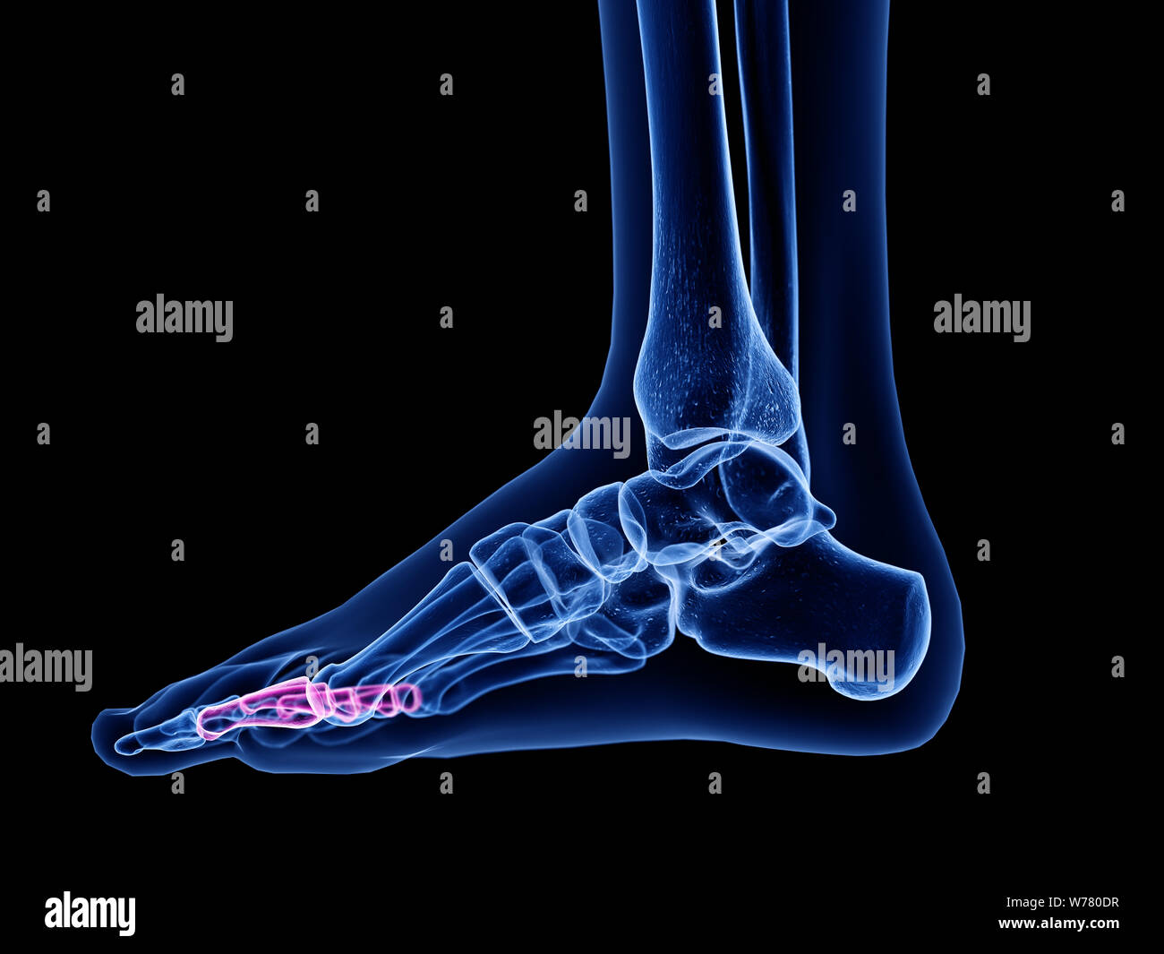 3d rendered medically accurate illustration of the proximal phalanx ...