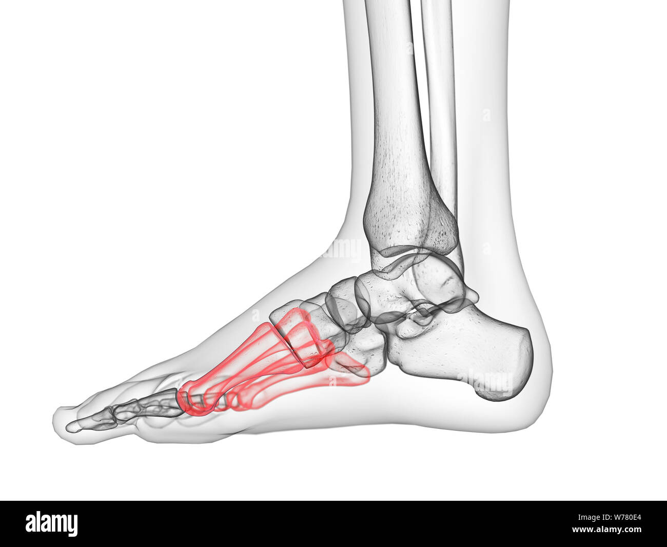 Metatarsal bones Cut Out Stock Images & Pictures - Alamy