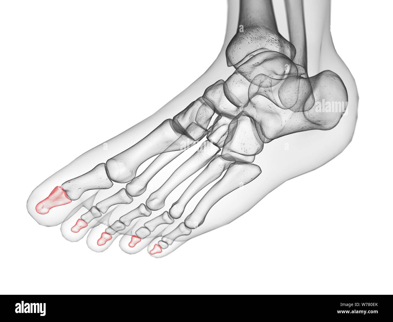 3d rendered medically accurate illustration of the distal phalanx bone ...