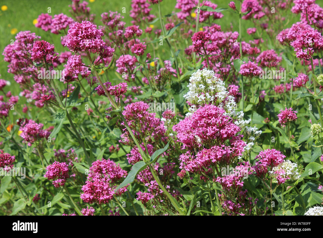 Red and White Valerian Flowers Centranthus ruber Stock Photo - Alamy
