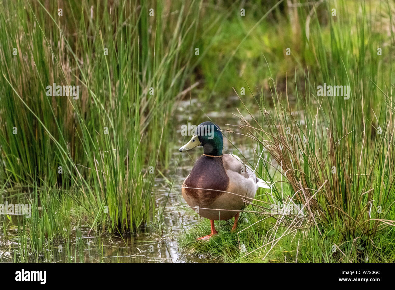 Seed geese hi-res stock photography and images - Alamy