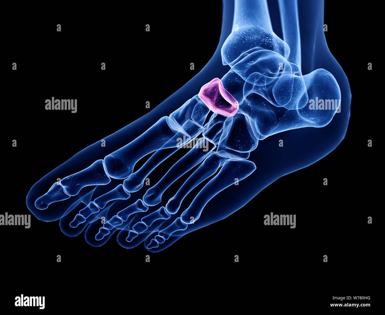 Bottom of foot anatomy hi-res stock photography and images - Alamy