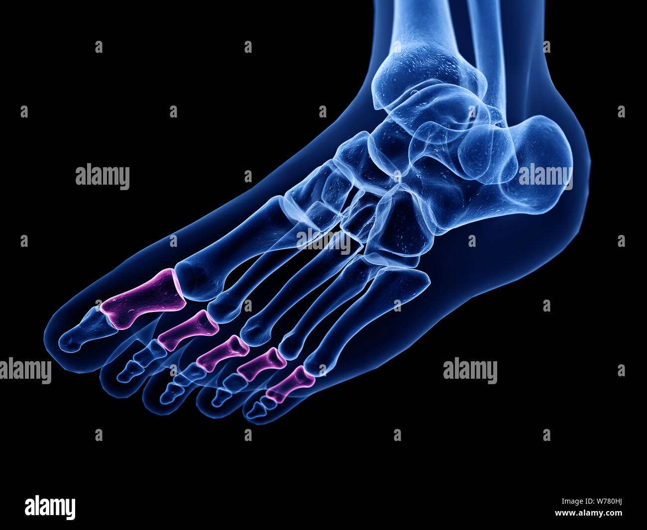 3d rendered medically accurate illustration of the middle phalanx bone ...