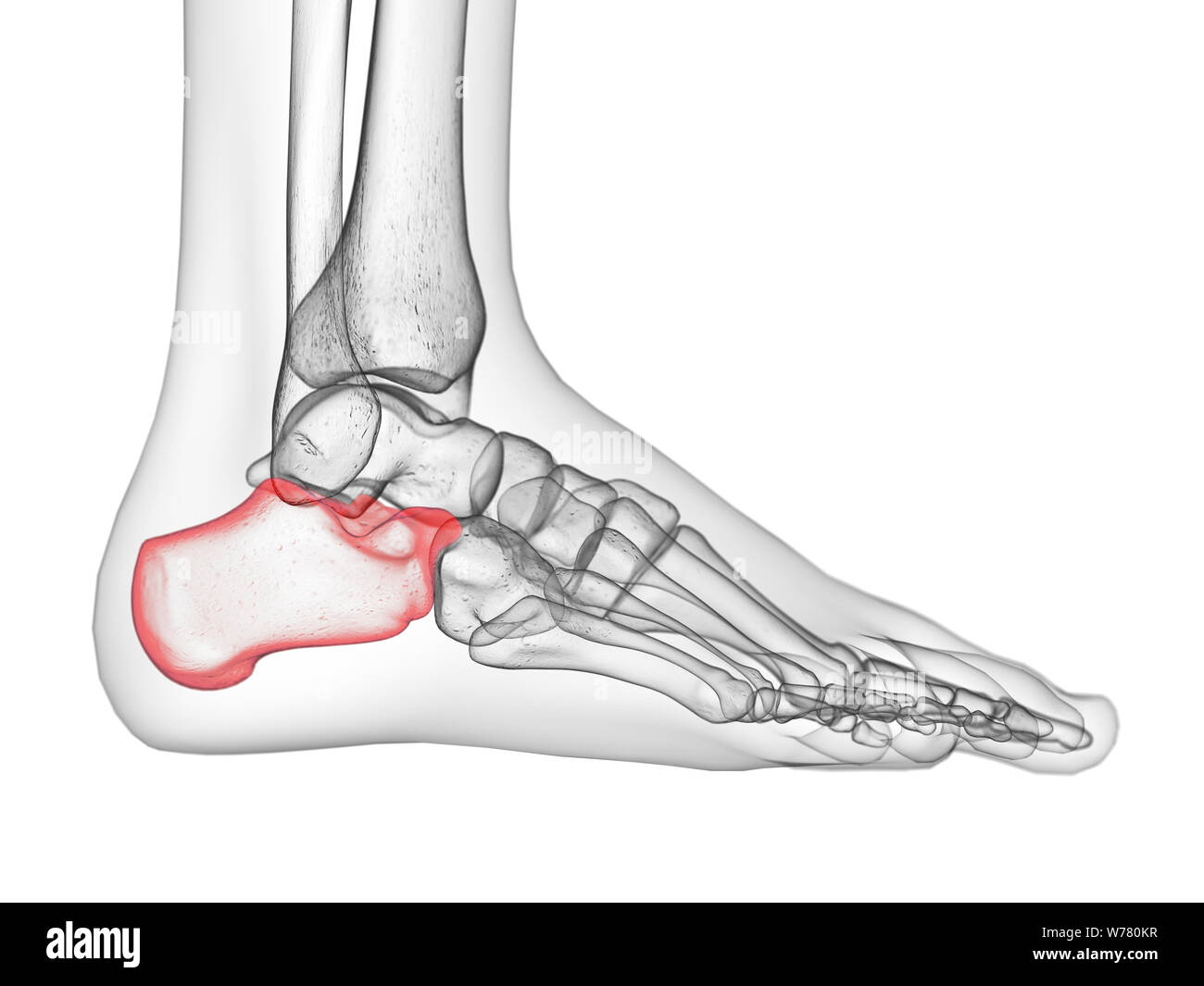 3d rendered medically accurate illustration of the calcaneus bone Stock ...