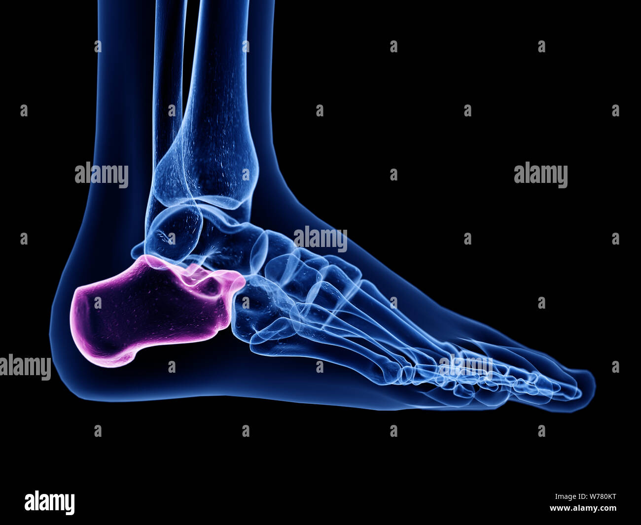 3d rendered medically accurate illustration of the calcaneus bone Stock ...