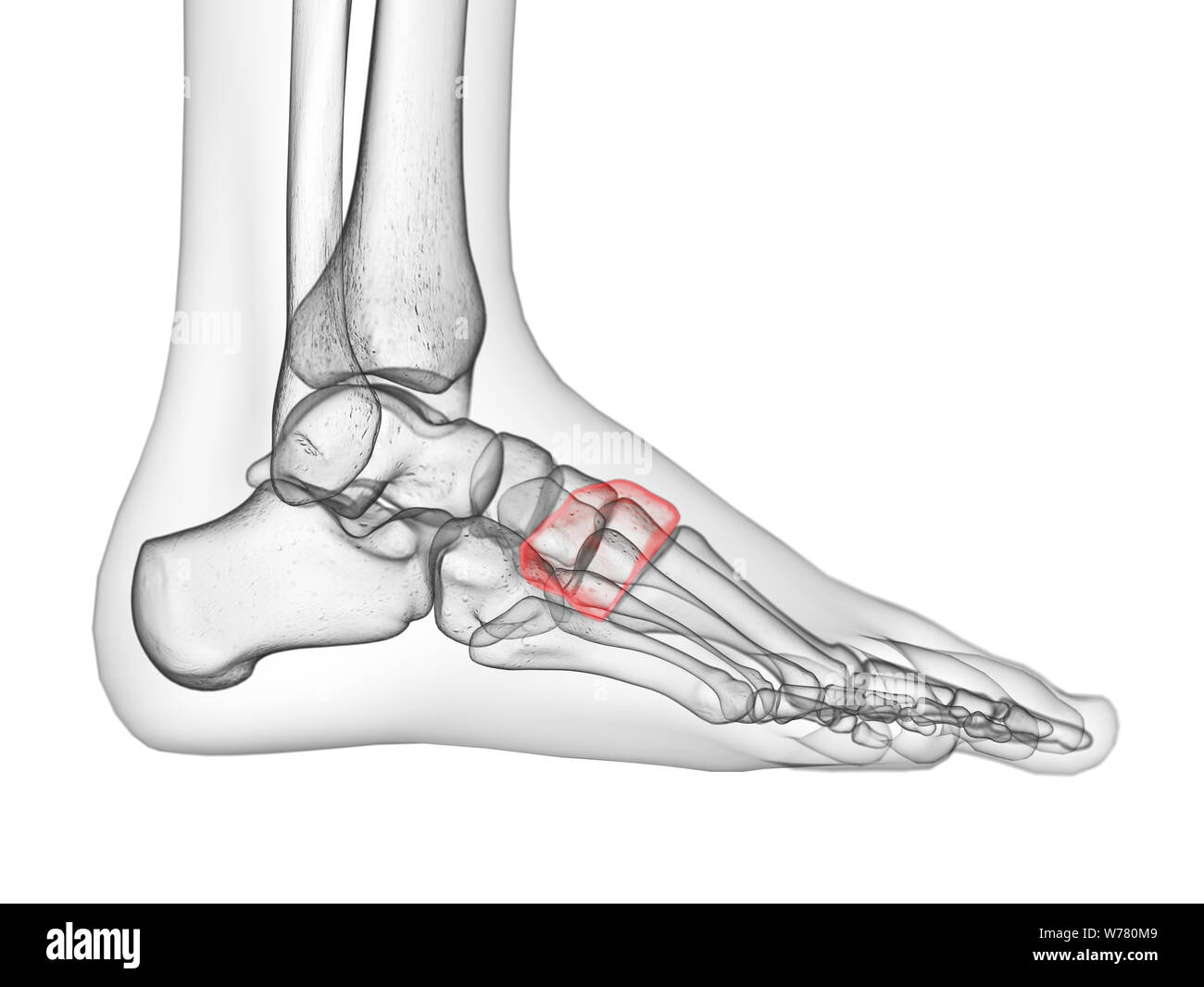 3d rendered medically accurate illustration of the medial cuneiform ...