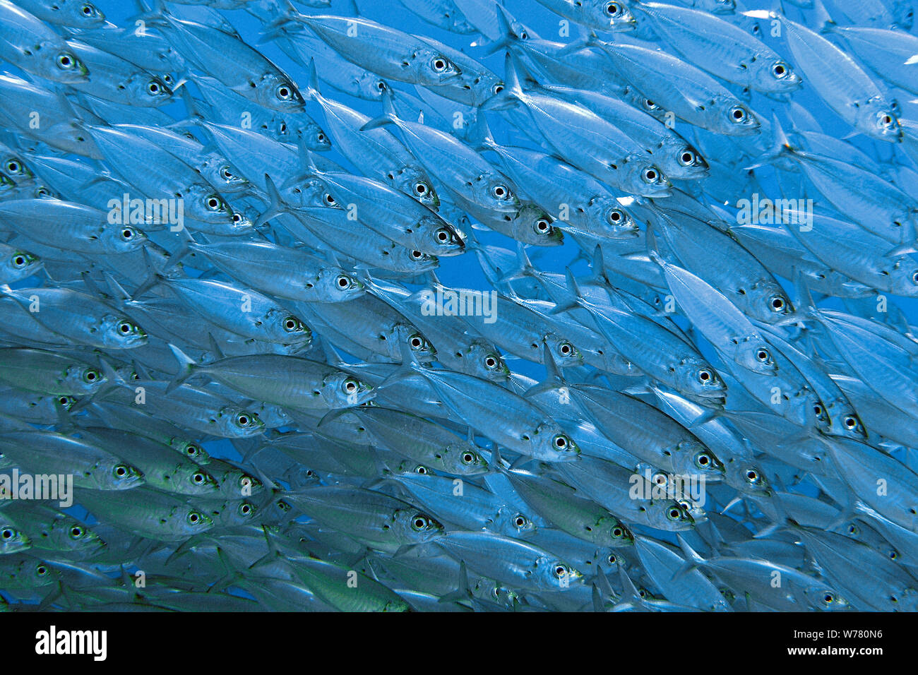 Mackerel Scad, Cigar fish (Decapterus macarellus), schooling, Curacao ...