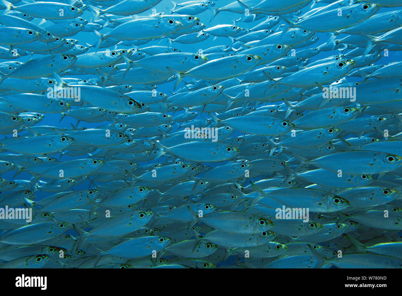 Mackerel scad decapterus macarellus hi-res stock photography and images ...