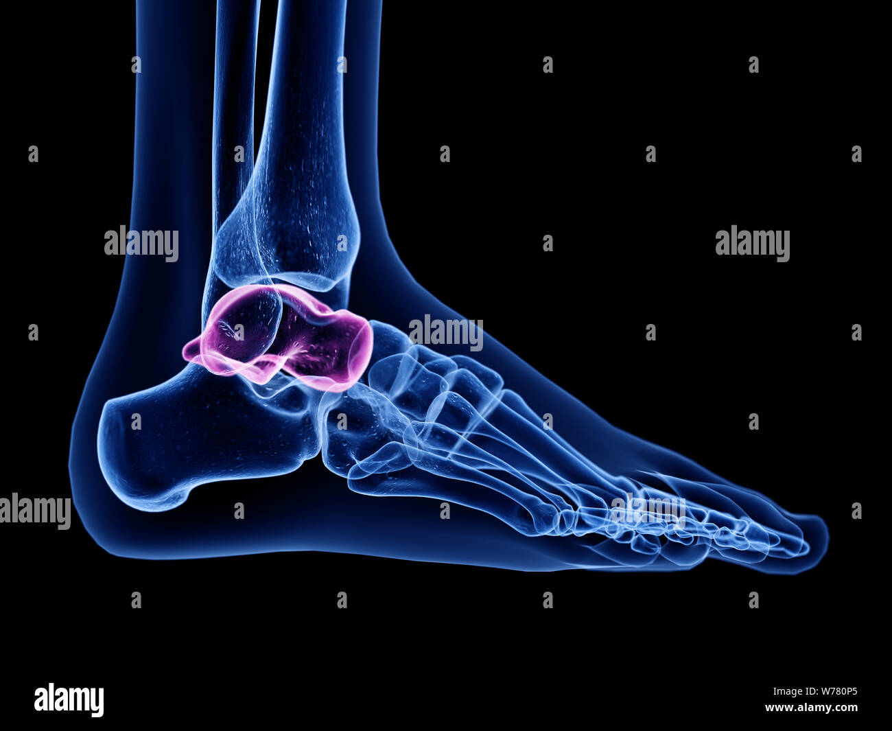 Talus Bone High Resolution Stock Photography and Images - Alamy