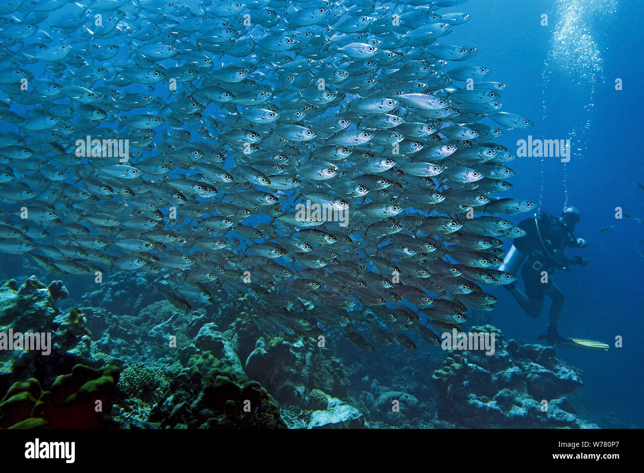 Scuba diver and Mackerel Scad, Cigar fish (Decapterus macarellus ...