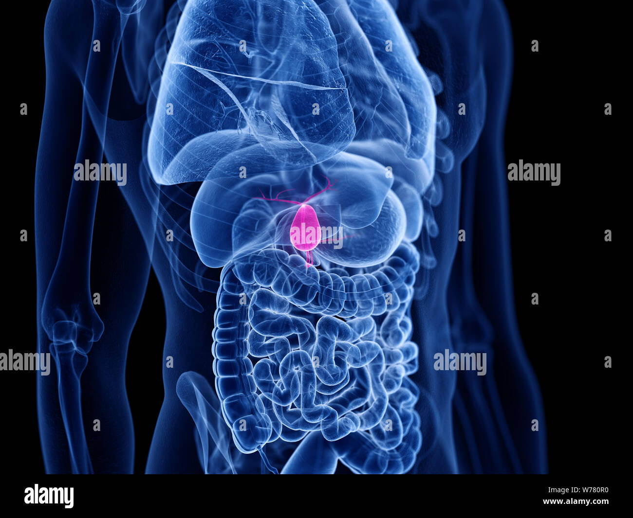 3d rendered medically accurate illustration of the gallbladder Stock ...