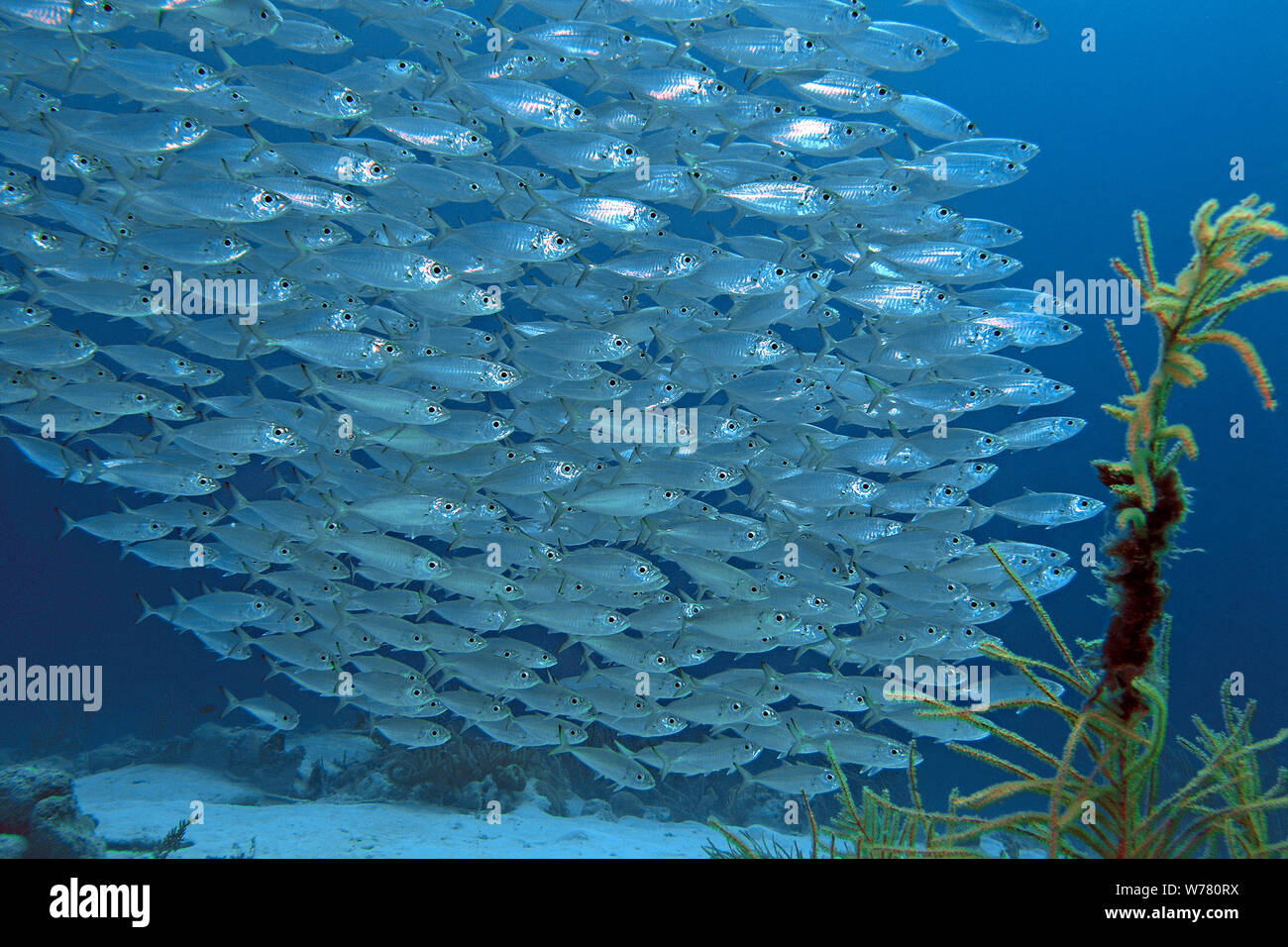 Mackerel Scad, Cigar fish (Decapterus macarellus), schooling, Curacao ...