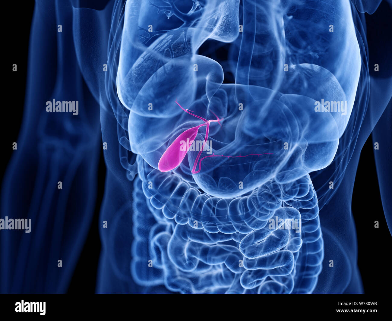 3d rendered medically accurate illustration of the gallbladder Stock ...