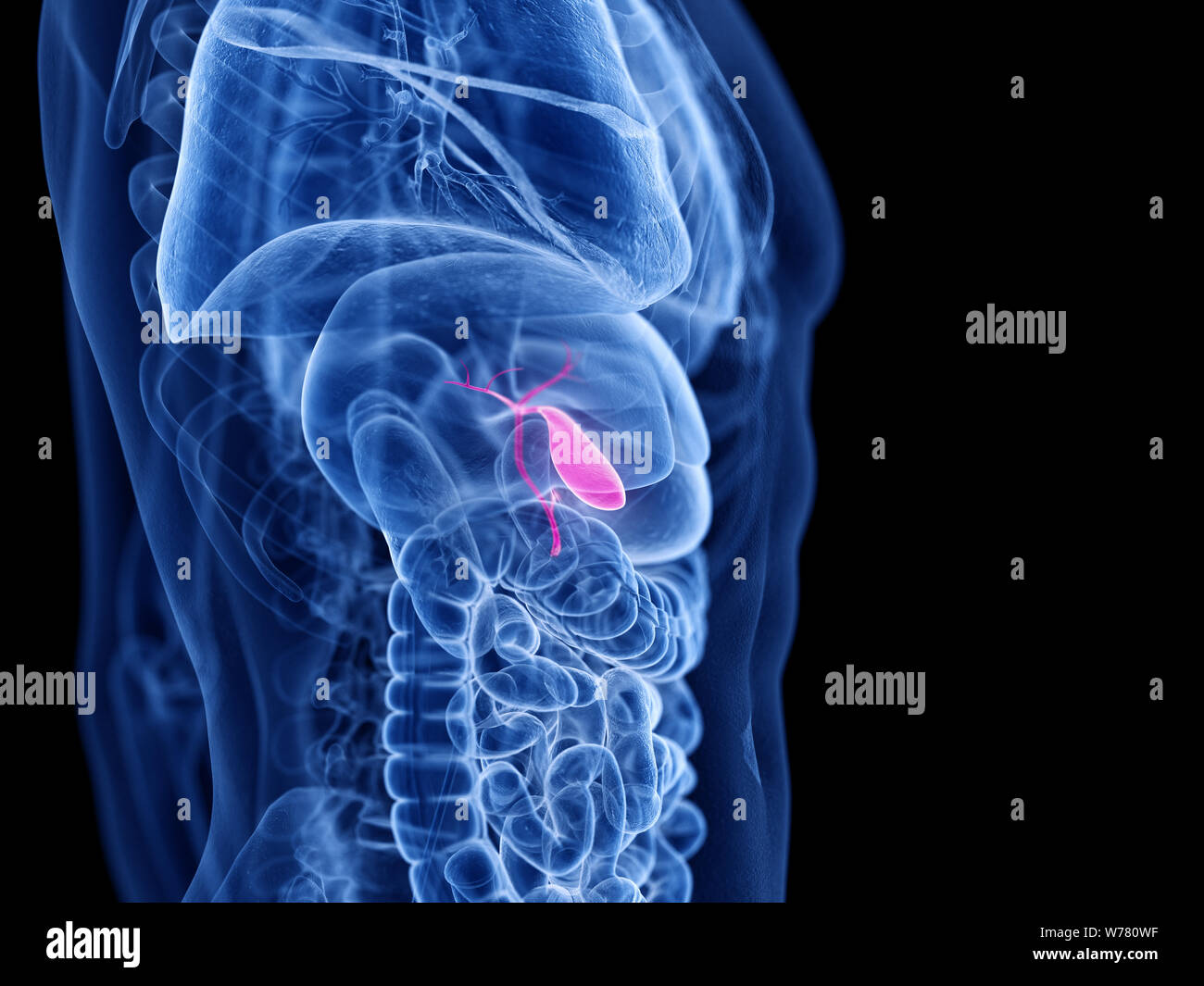 3d rendered medically accurate illustration of the gallbladder Stock ...