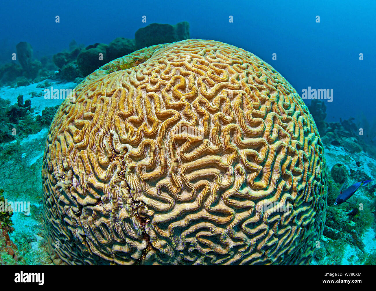Coral Cerebro Aberto Arco Iris