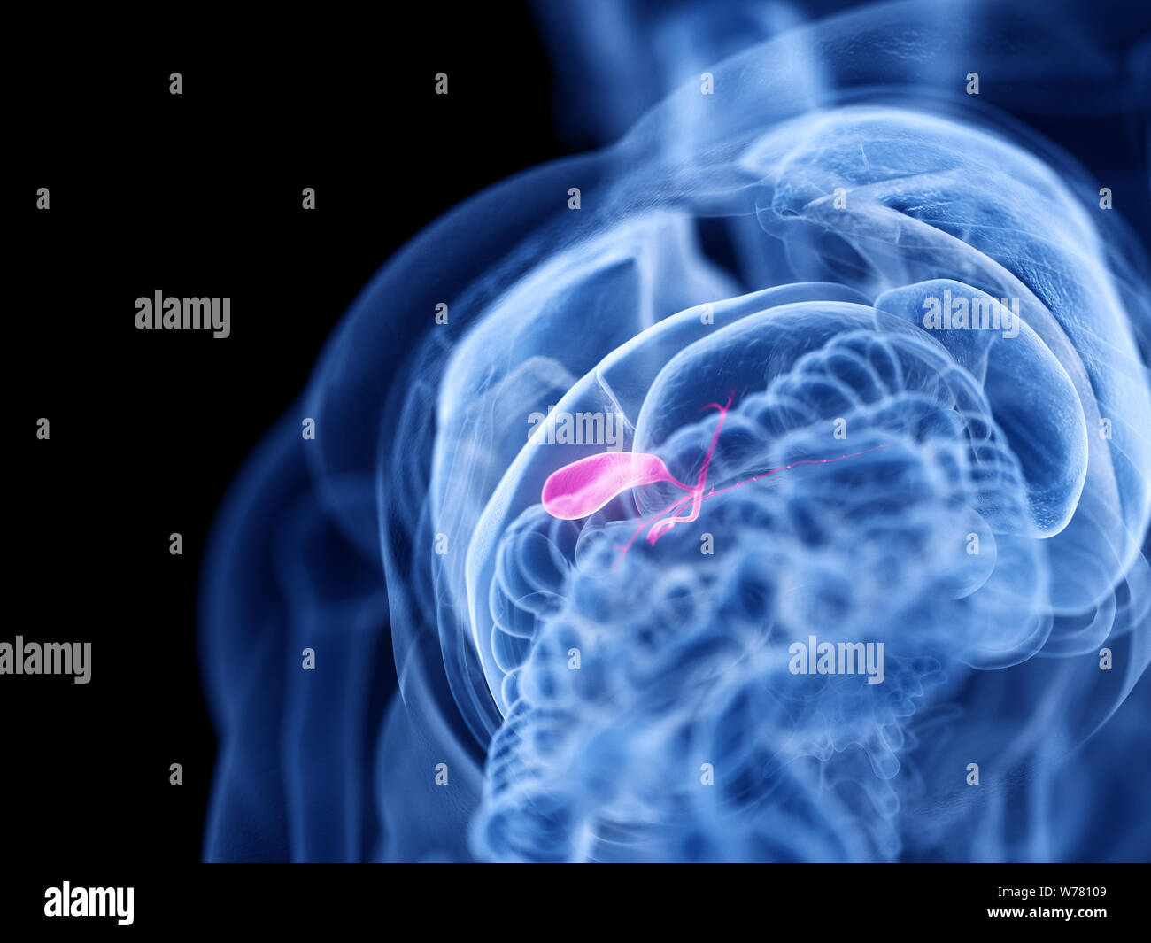 3d rendered medically accurate illustration of the gallbladder Stock ...