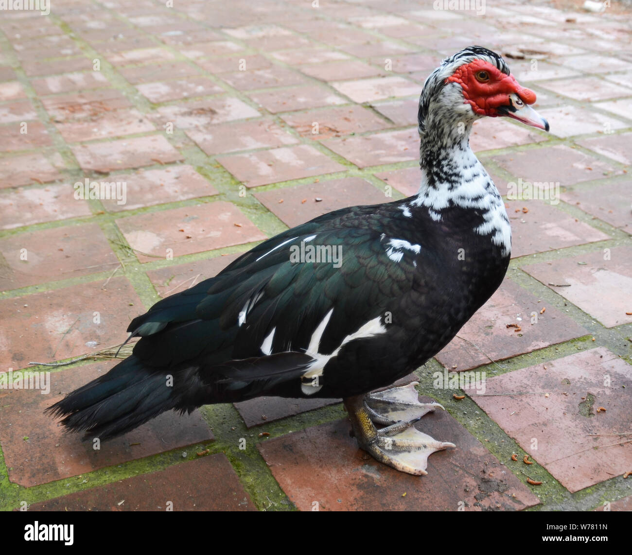 Male muscovy duck hi-res stock photography and images - Alamy