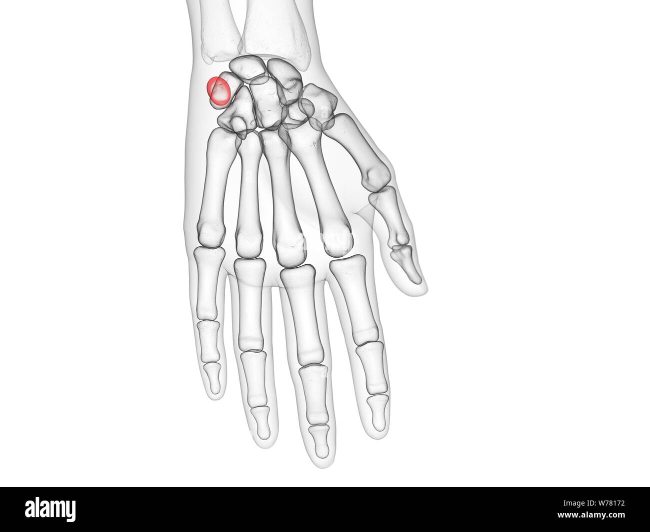 3d rendered medically accurate illustration of the pisiform bone Stock ...