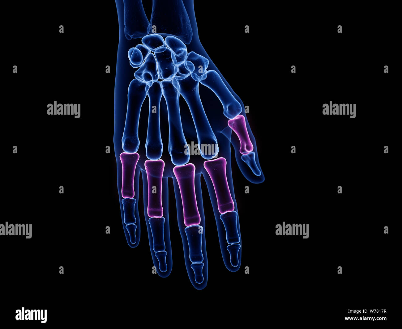 3d rendered medically accurate illustration of the proximal phalanges ...
