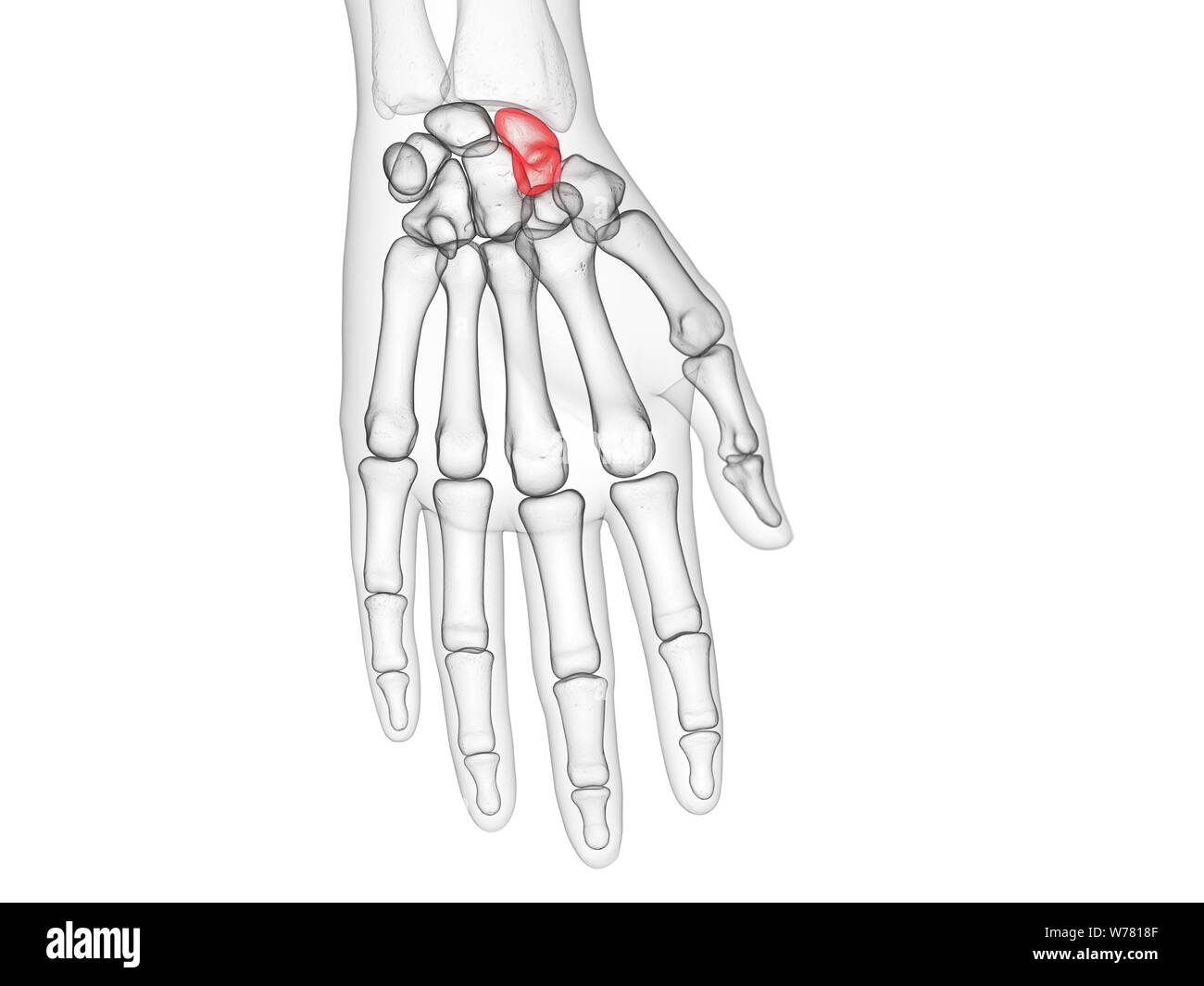 3d rendered medically accurate illustration of the scaphoid bone Stock ...